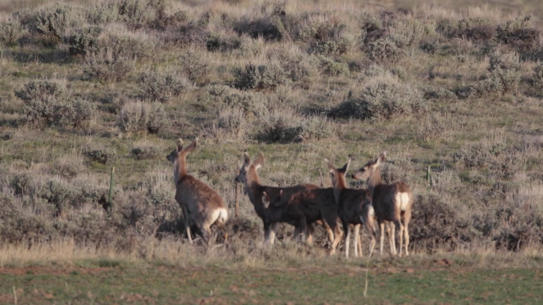 How to raise the height of a picket fence – Wireman